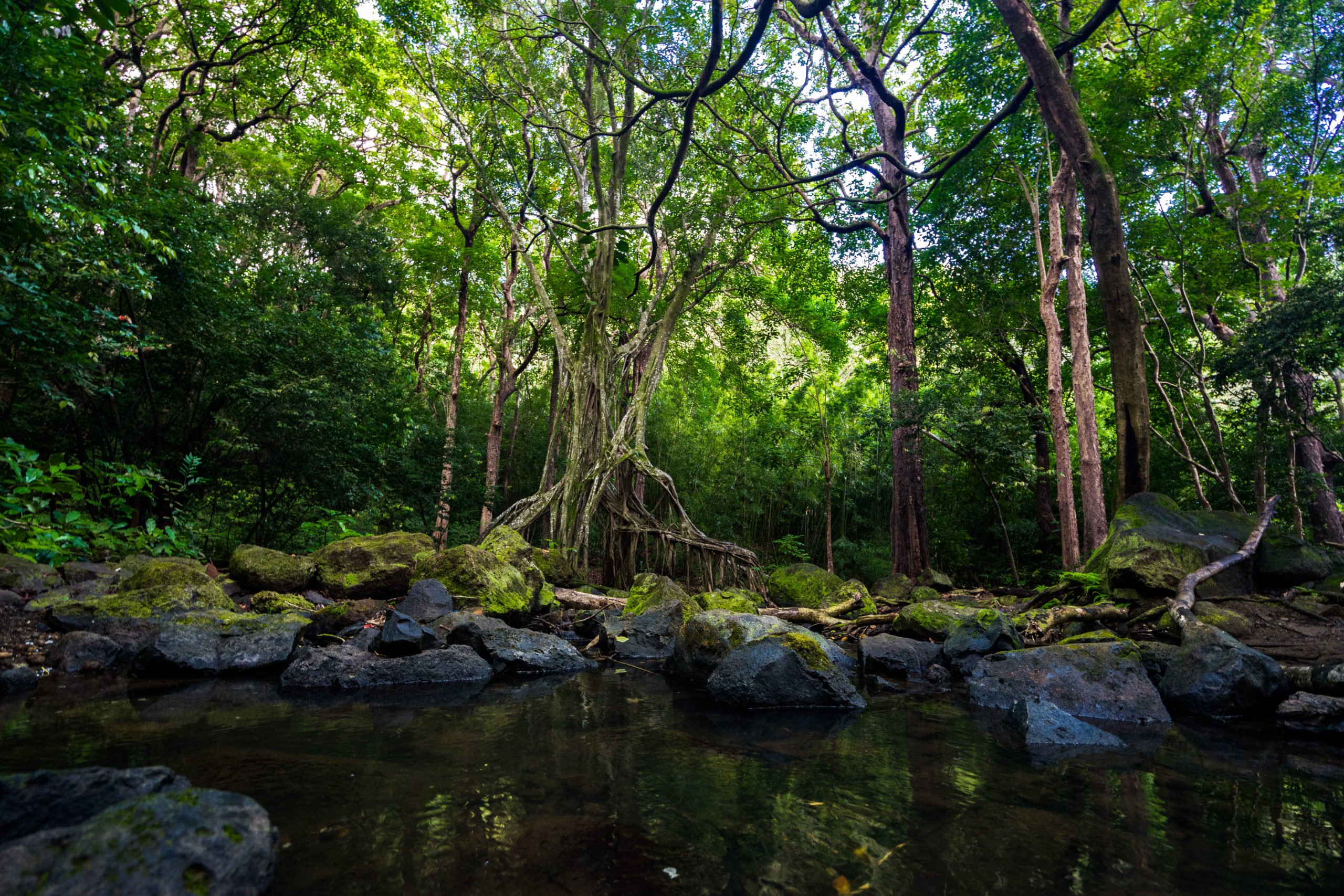 Hiking the Judd Trail & Jackass Ginger Pool on Oʻahu, Hawaiʻi