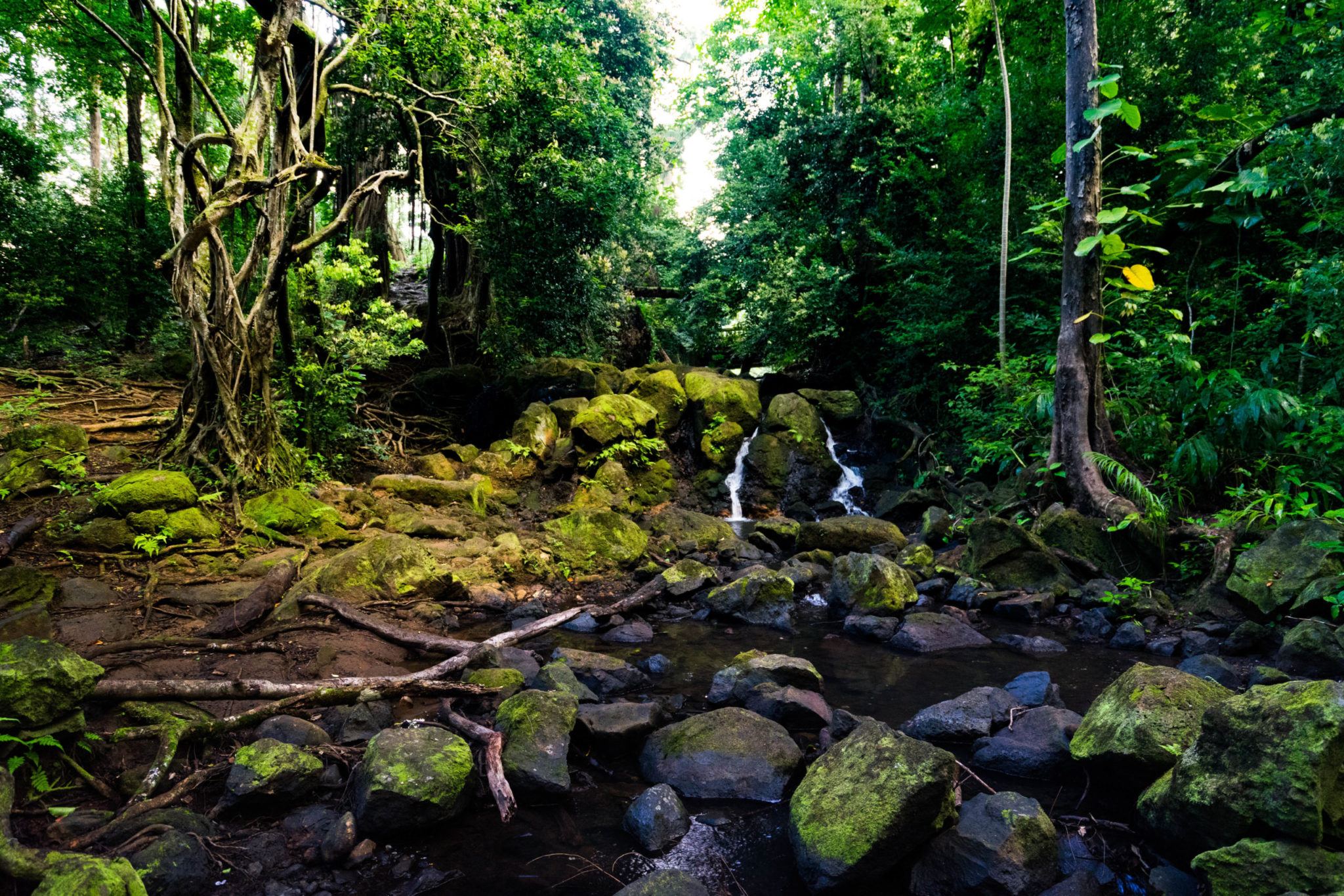 Hiking the Judd Trail & Jackass Ginger Pool on Oʻahu, Hawaiʻi