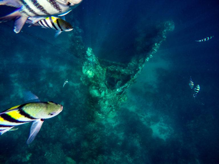 Skeleton Wreck in Coron, Palawan: Best Shipwreck Dive Site