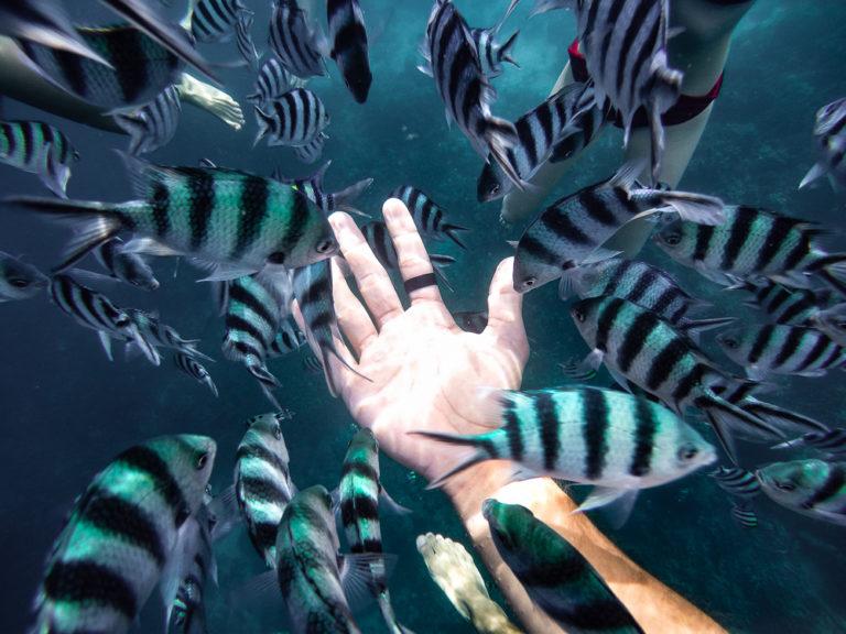 Skeleton Wreck in Coron, Palawan: Best Shipwreck Dive Site