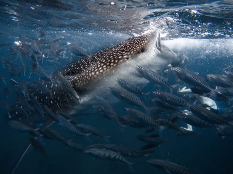 5 Best Things To Do In Oslob, Cebu: The Ultimate Guide