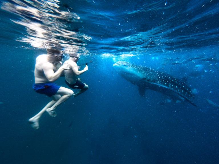 5 Best Things To Do In Oslob, Cebu: The Ultimate Guide