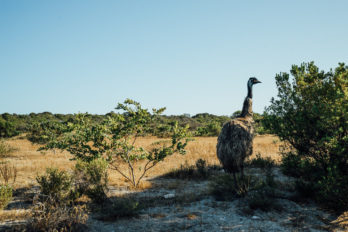 Innes National Park: Helpful Guide (Camping, Viewpoints, Beaches)