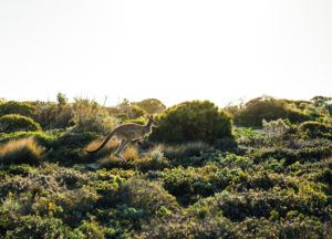 Innes National Park: Helpful Guide (Camping, Viewpoints, Beaches)