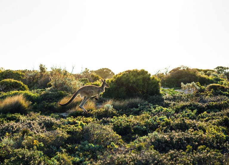 Innes National Park: Helpful Guide (Camping, Viewpoints, Beaches)