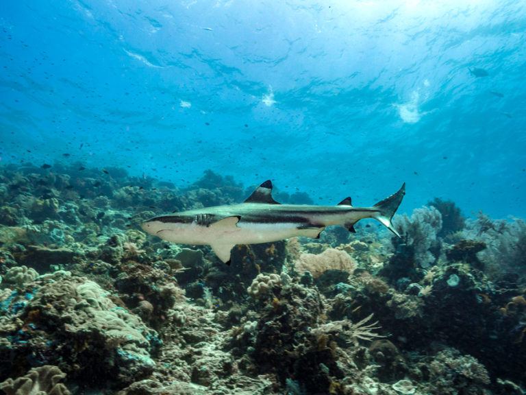 DIVING IN RAJA AMPAT: 10 BEST SCUBA DIVE SITES - Journey Era