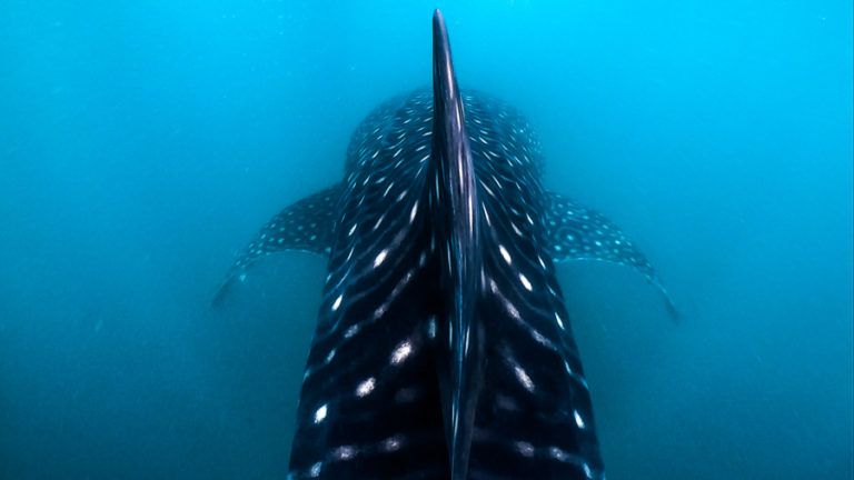 Donsol Whale Shark Interaction In The Philippines
