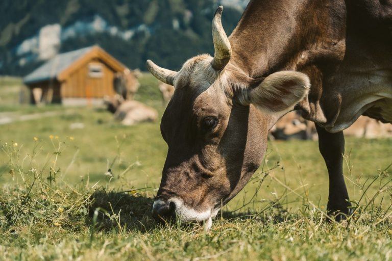 Hiking the Schäfler Ridge Trail & Schäfler Mountain Hut in Alpstein ...