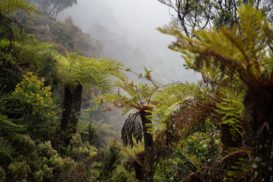 Trekking to Mount Wilhelm Summit (4,509m) in Papua New Guinea