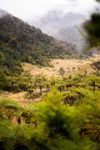 Trekking to Mount Wilhelm Summit (4,509m) in Papua New Guinea