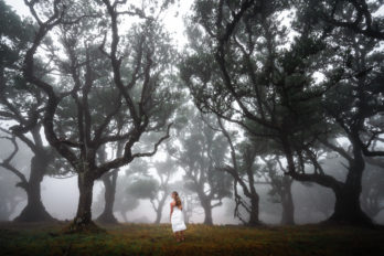 Ultimate Guide To Fanal Forest, Madeira: UNESCO World Heritage Site