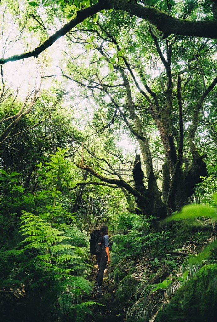 Hiking to Pico Cánario on Madeira Island