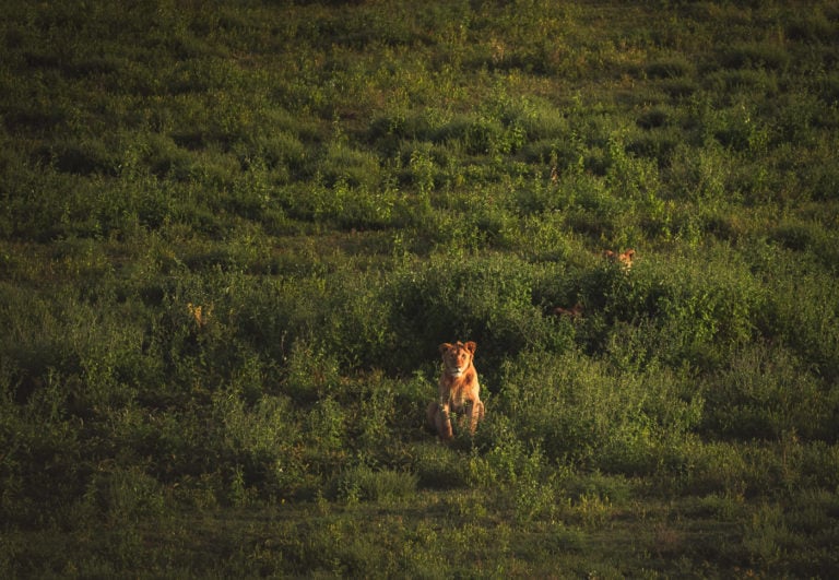 200 Safari Quotes and Captions for Instagram