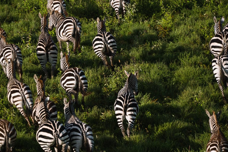 200 Safari Quotes and Captions for Instagram