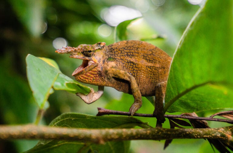 Hiking the Marangu Waterfalls Trail in Tanzania