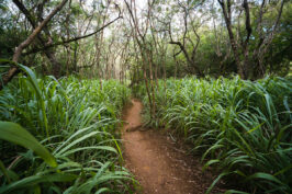 Hiking the Ehukai Pillbox Trail on the North Shore of Oʻahu, Hawaiʻi