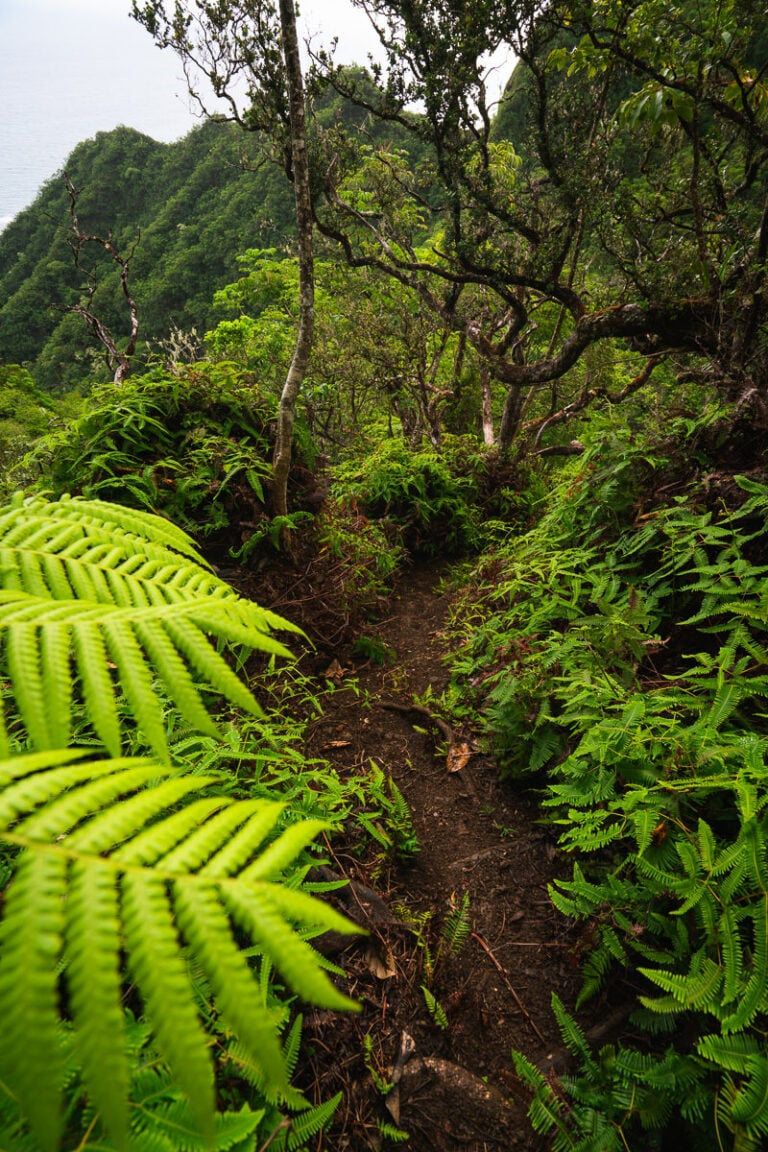 Hiking the Kahekili Ridge Trail on Oʻahu, Hawaiʻi