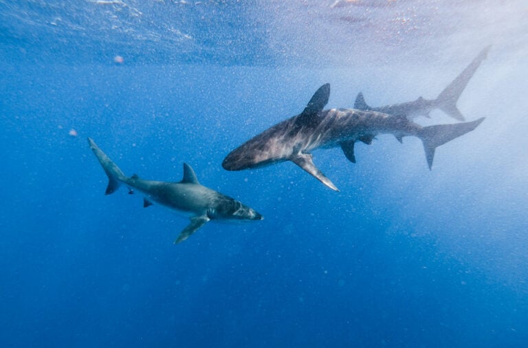 Shark Cage Diving On Oahu, Hawaii: The Complete Guide