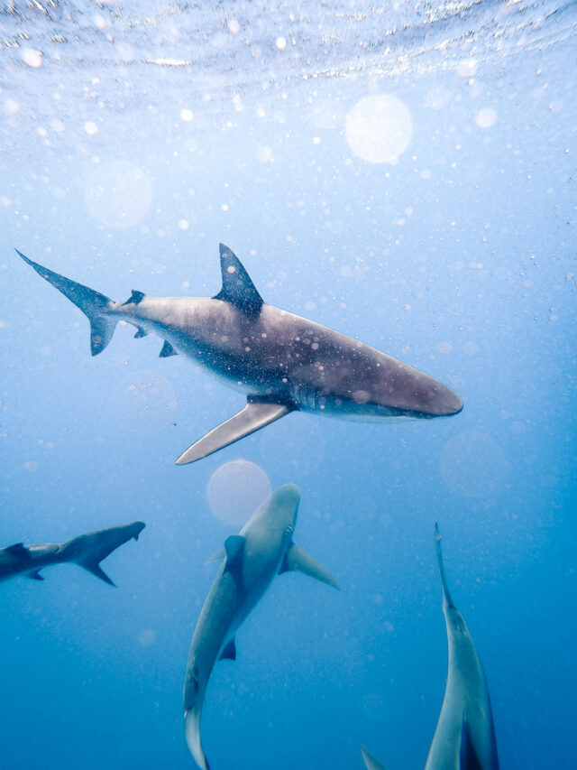 Shark Cage Diving On Oahu, Hawaii: The Complete Guide