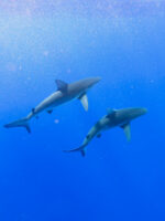Shark Cage Diving On Oahu, Hawaii: The Complete Guide