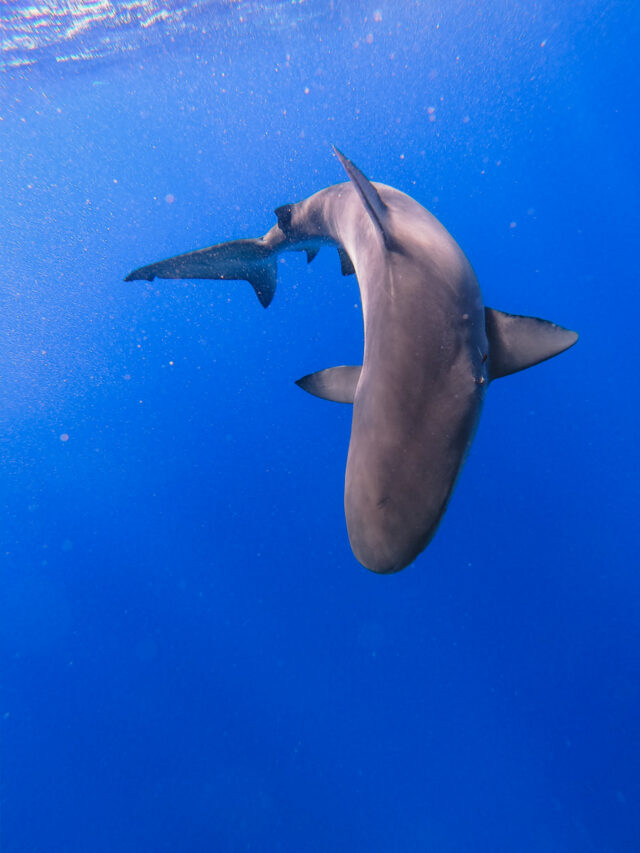 Shark Cage Diving On Oahu, Hawaii: The Complete Guide