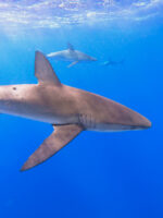 Shark Cage Diving On Oahu, Hawaii: The Complete Guide