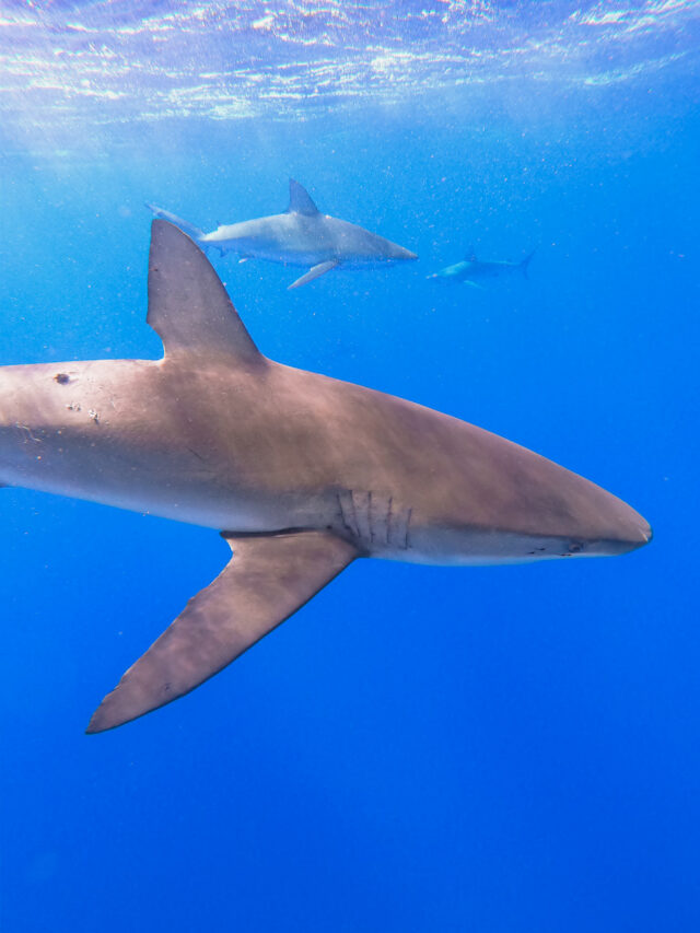 Shark Cage Diving On Oahu, Hawaii: The Complete Guide