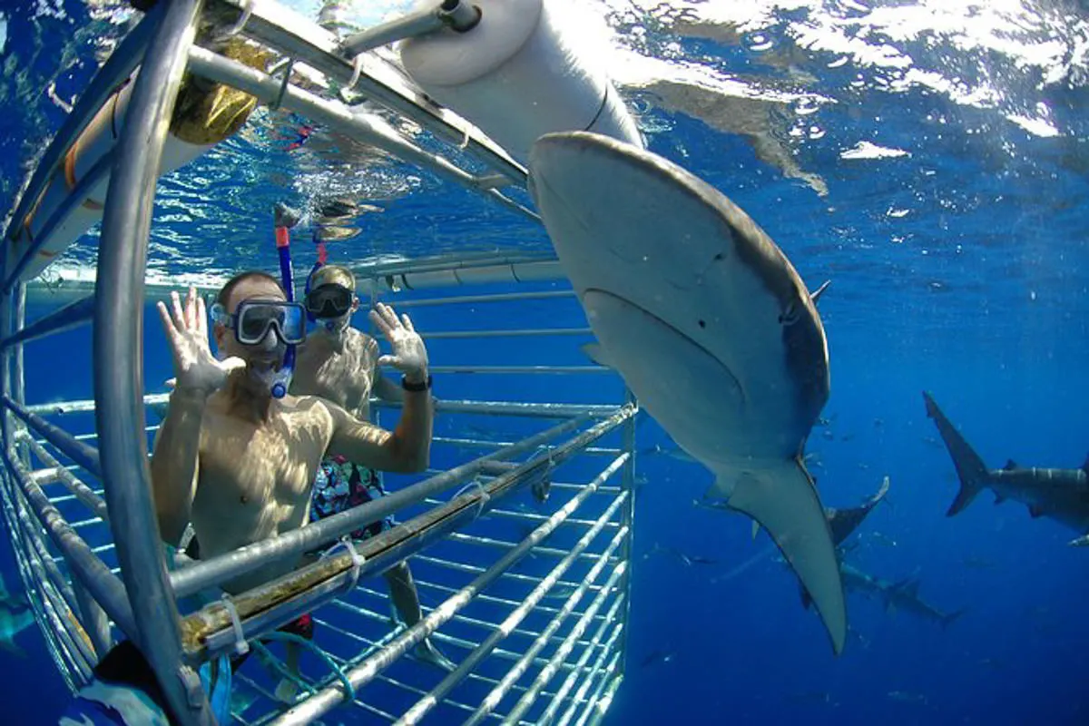 Epic High Five Shark