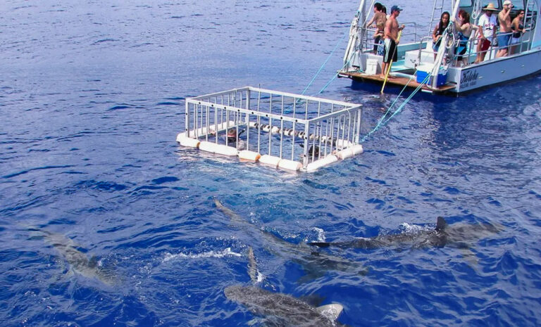 Shark Cage Diving On Oahu, Hawaii: The Complete Guide