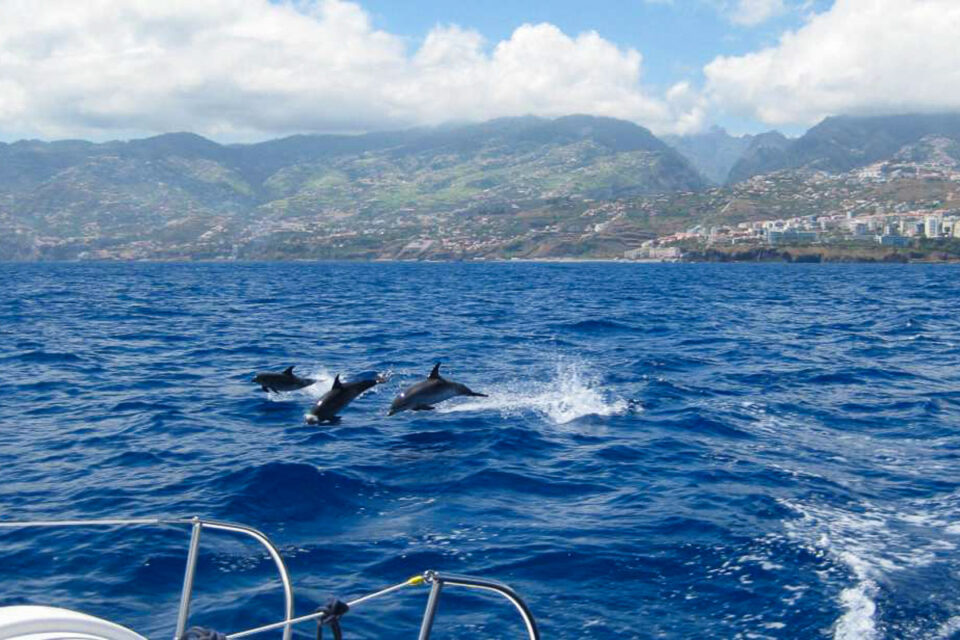 20 Best Tours & Day Trips On Madeira Island