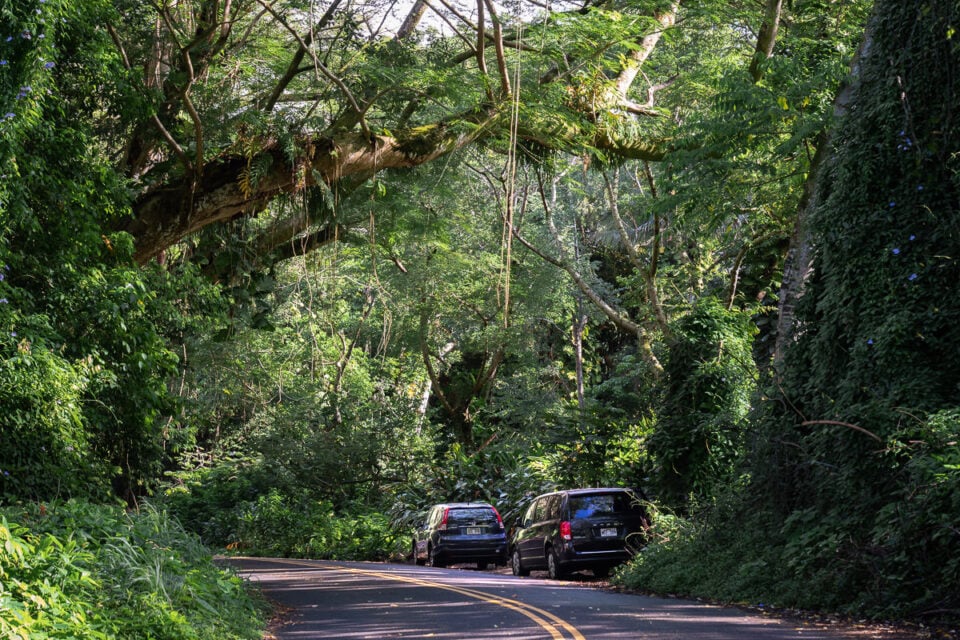 Hiking the Judd Trail & Jackass Ginger Pool on Oʻahu, Hawaiʻi
