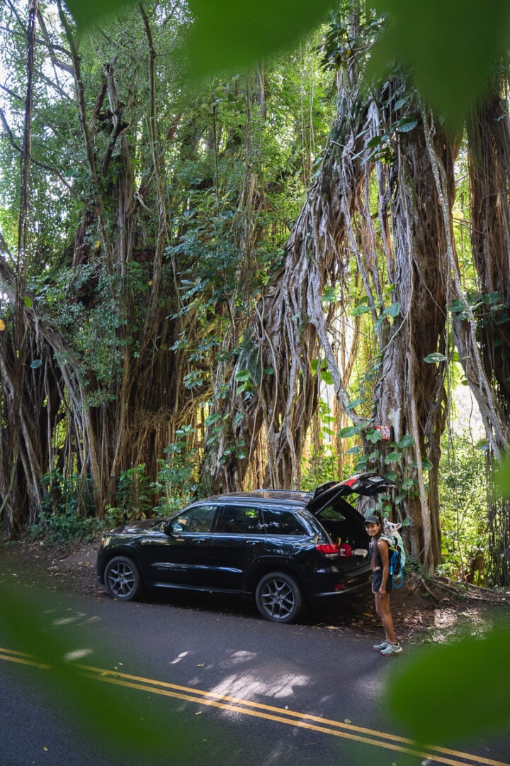 Hiking the Judd Trail & Jackass Ginger Pool on Oʻahu, Hawaiʻi