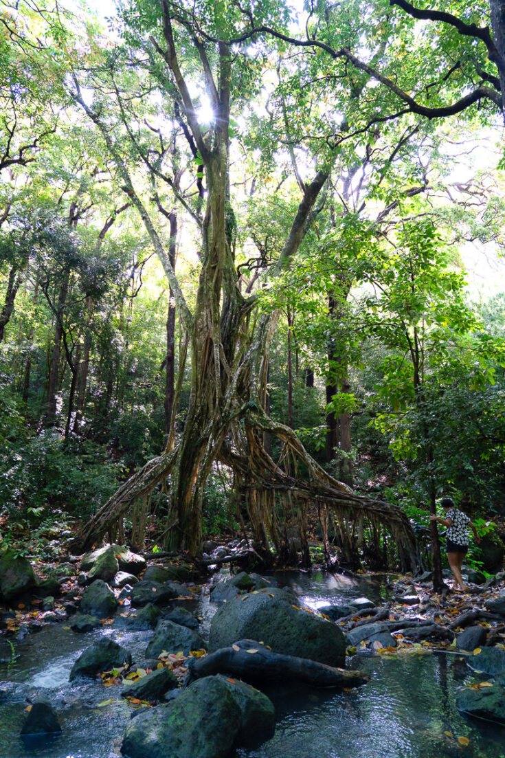 Hiking the Judd Trail & Jackass Ginger Pool on Oʻahu, Hawaiʻi
