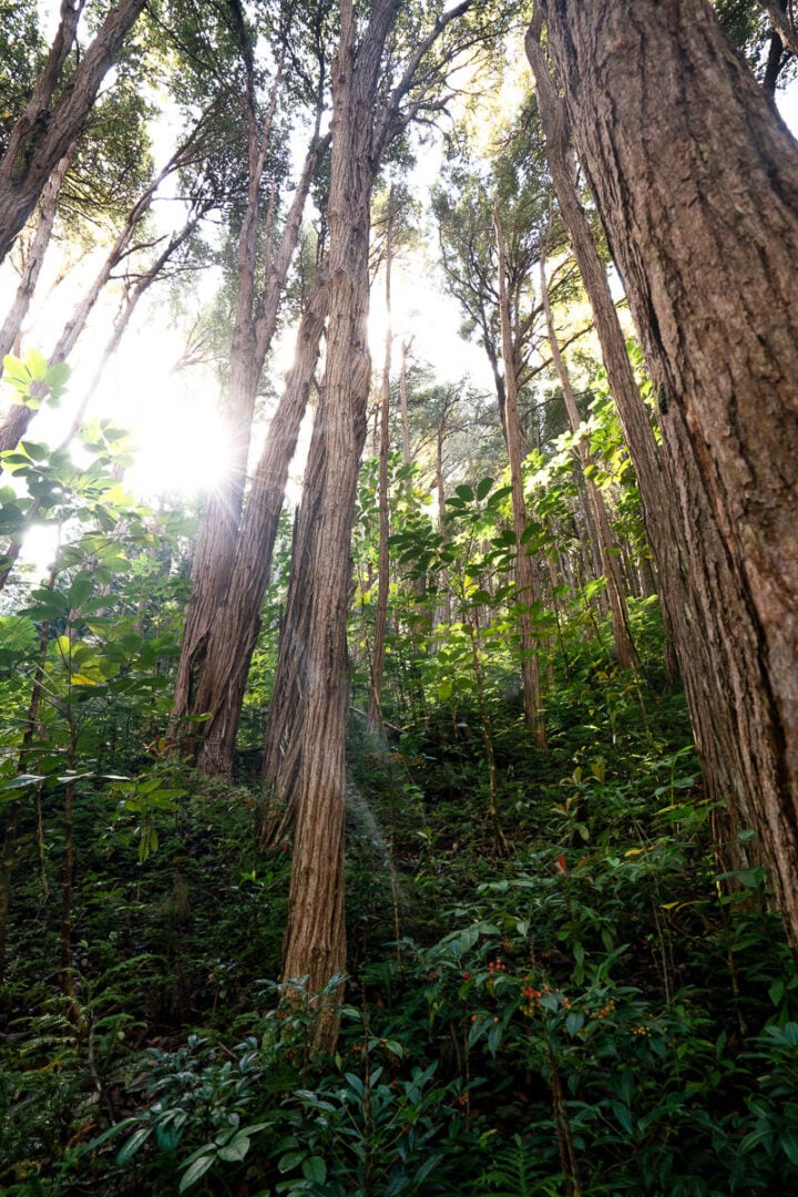 Hiking the Judd Trail & Jackass Ginger Pool on Oʻahu, Hawaiʻi