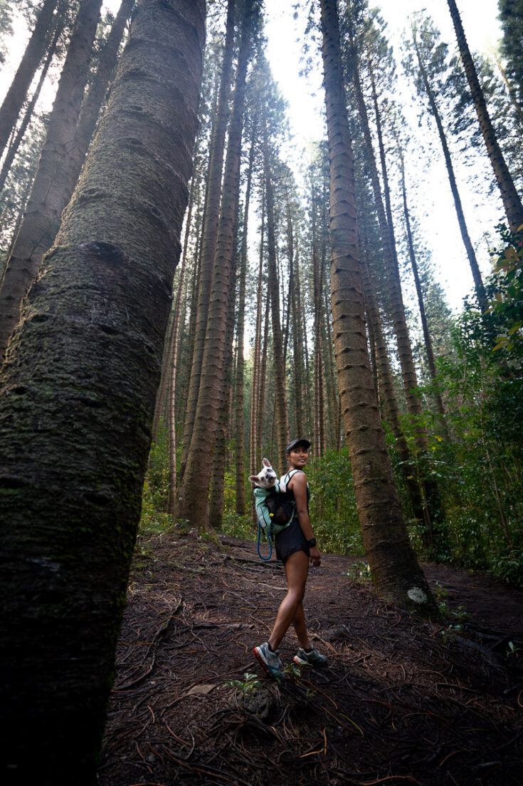 Hiking the Judd Trail & Jackass Ginger Pool on Oʻahu, Hawaiʻi