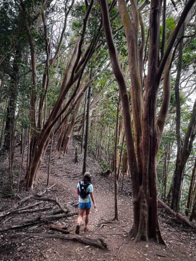 Hiking The Kuliouou Ridge Trail On Oahu, Hawaii