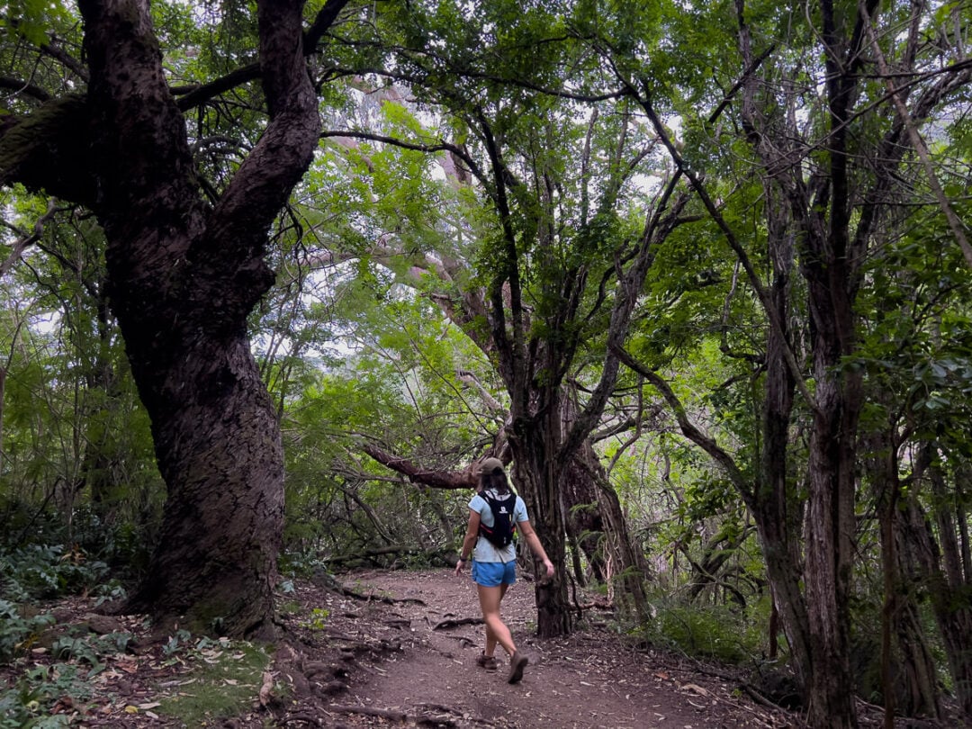 Hiking The Kuliouou Ridge Trail On Oahu, Hawaii