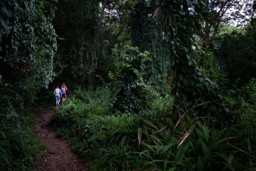 Hiking the Makiki Valley Loop Trail on Oʻahu, Hawaiʻi