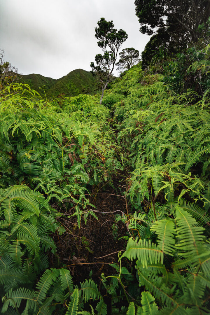 Hiking The Wailupe Loop Trail on Oʻahu, Hawaiʻi