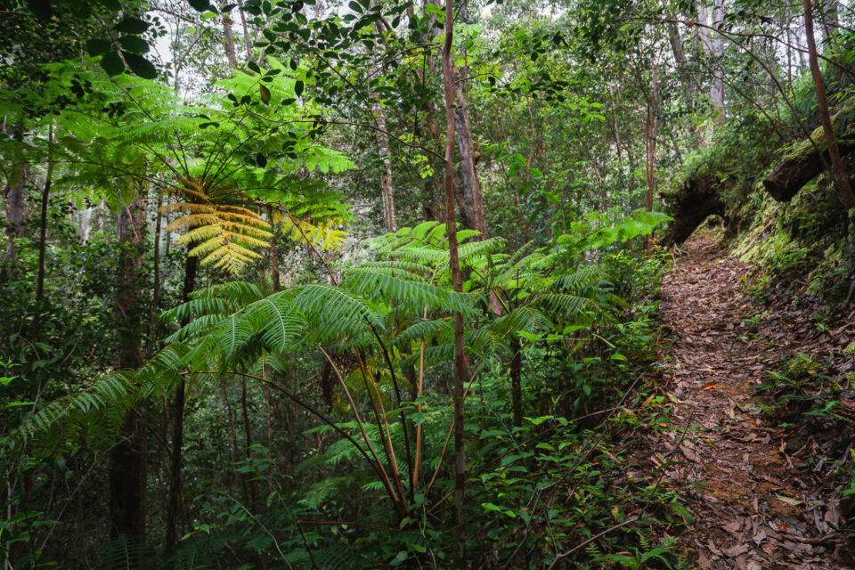 Hiking the Wahiawa Hills Trail on Oʻahu, Hawaiʻi