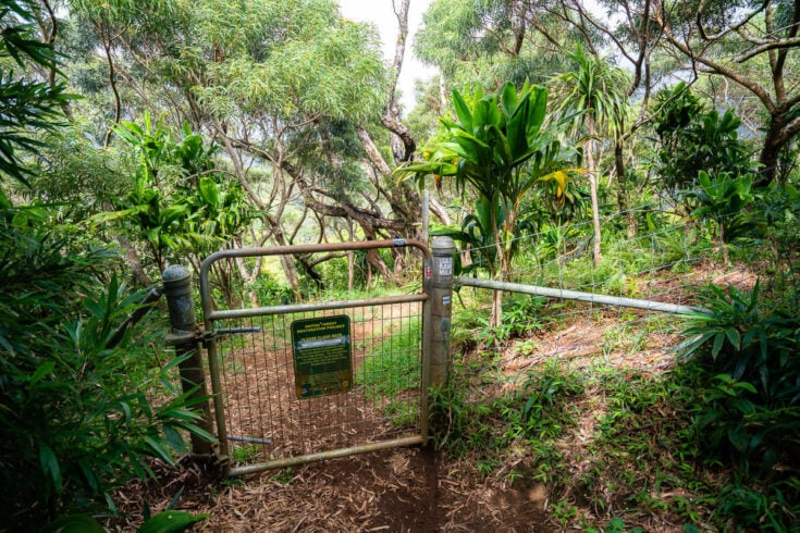 Hiking the Manoa Cliff Trail on Oʻahu, Hawaiʻi