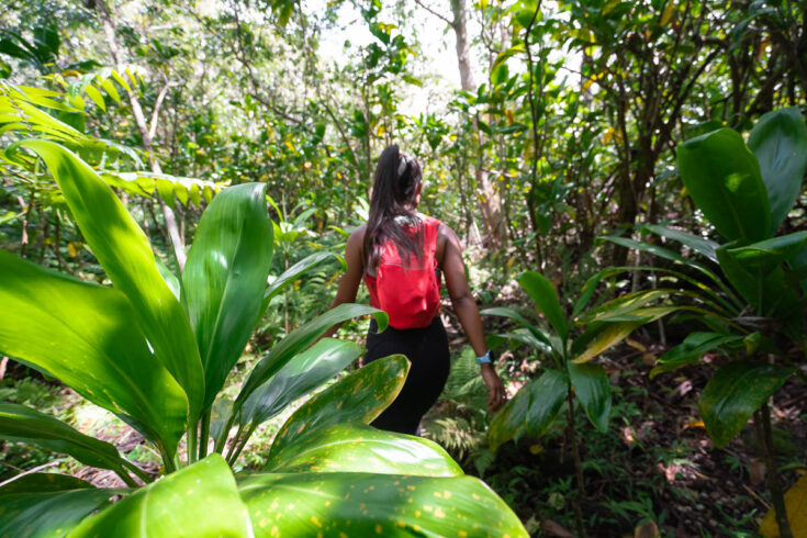 Mount Ka'ala Hike To The Highest Point On Oahu, Hawaii