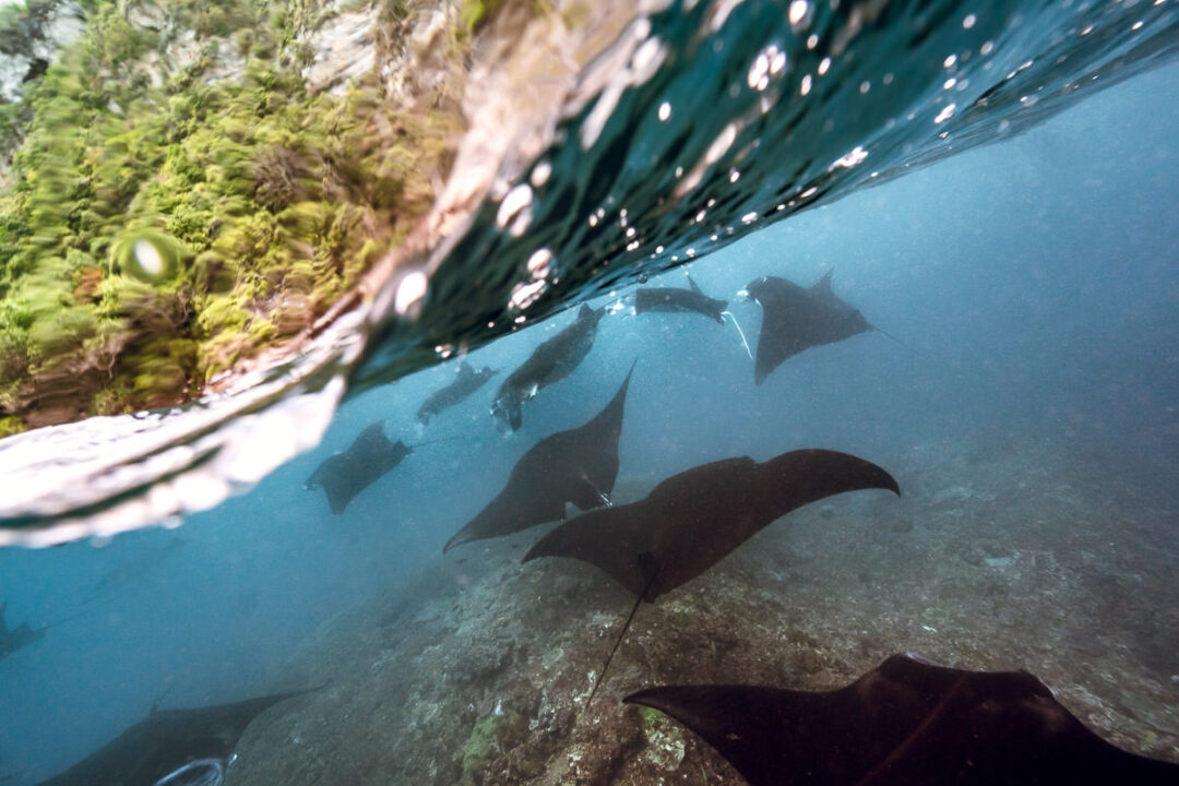 Snorkeling With Manta Rays At Manta Point On Nusa Penida, Bali
