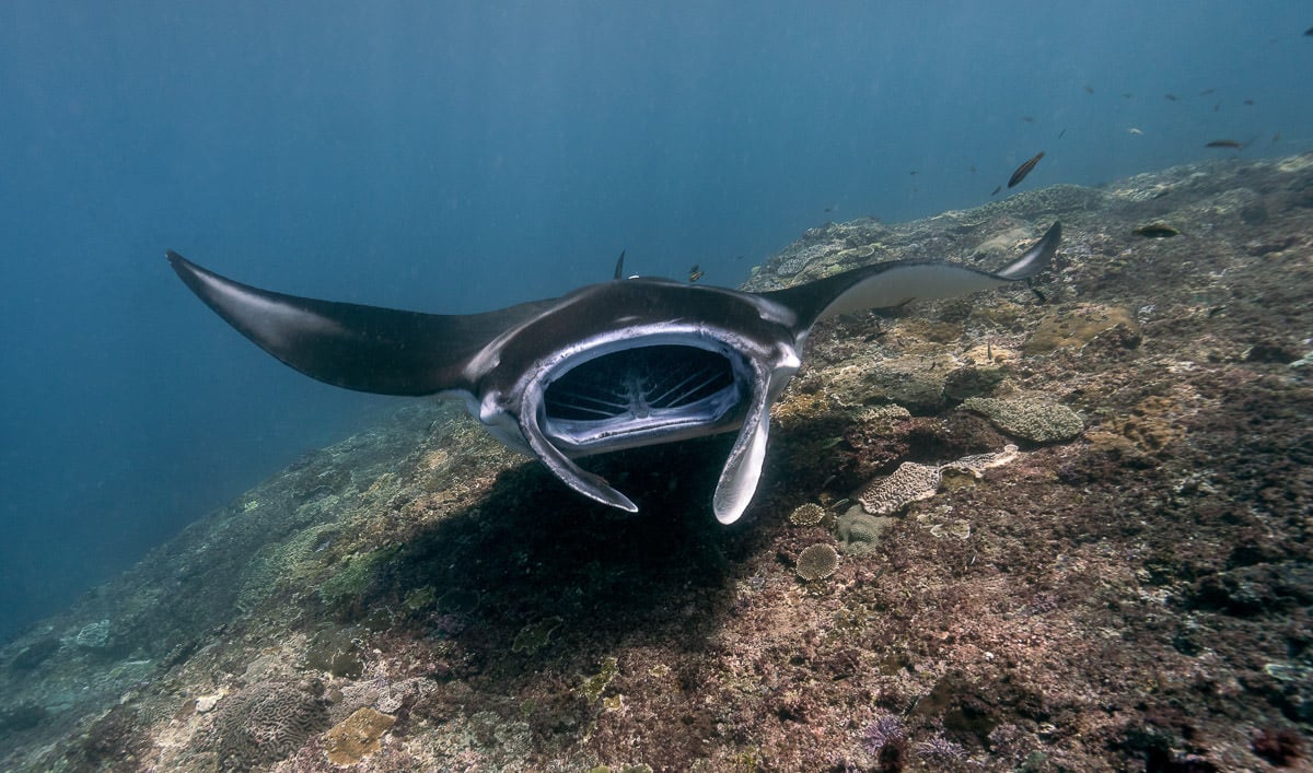 Snorkeling With Manta Rays At Manta Point On Nusa Penida, Bali